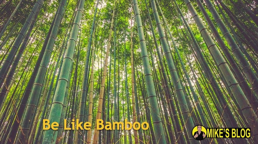 Build A Foundation Like Bamboo